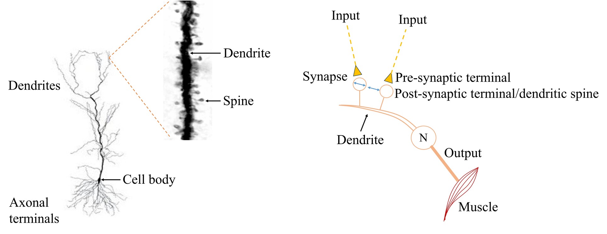 Semblancehypothesis.org